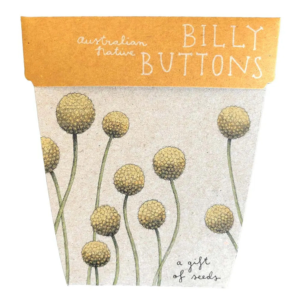 Billy Buttons - Pycnosorus globosus seeds | Perennialle Plants