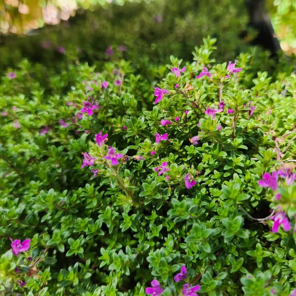 Thymus serpyllum coccineus - Red Creeping Thyme | Perennialle Plants