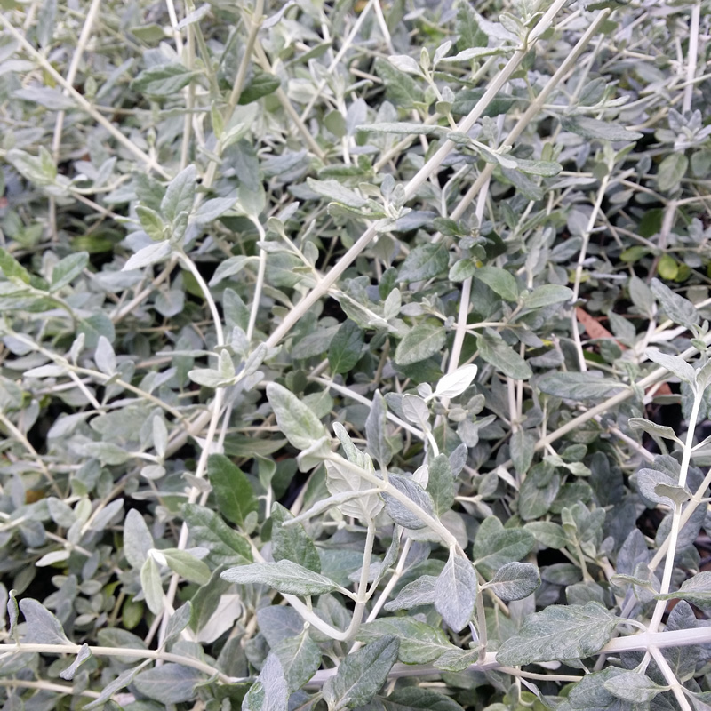 Teucrium fruticans - Bush Germander | Perennialle Plants