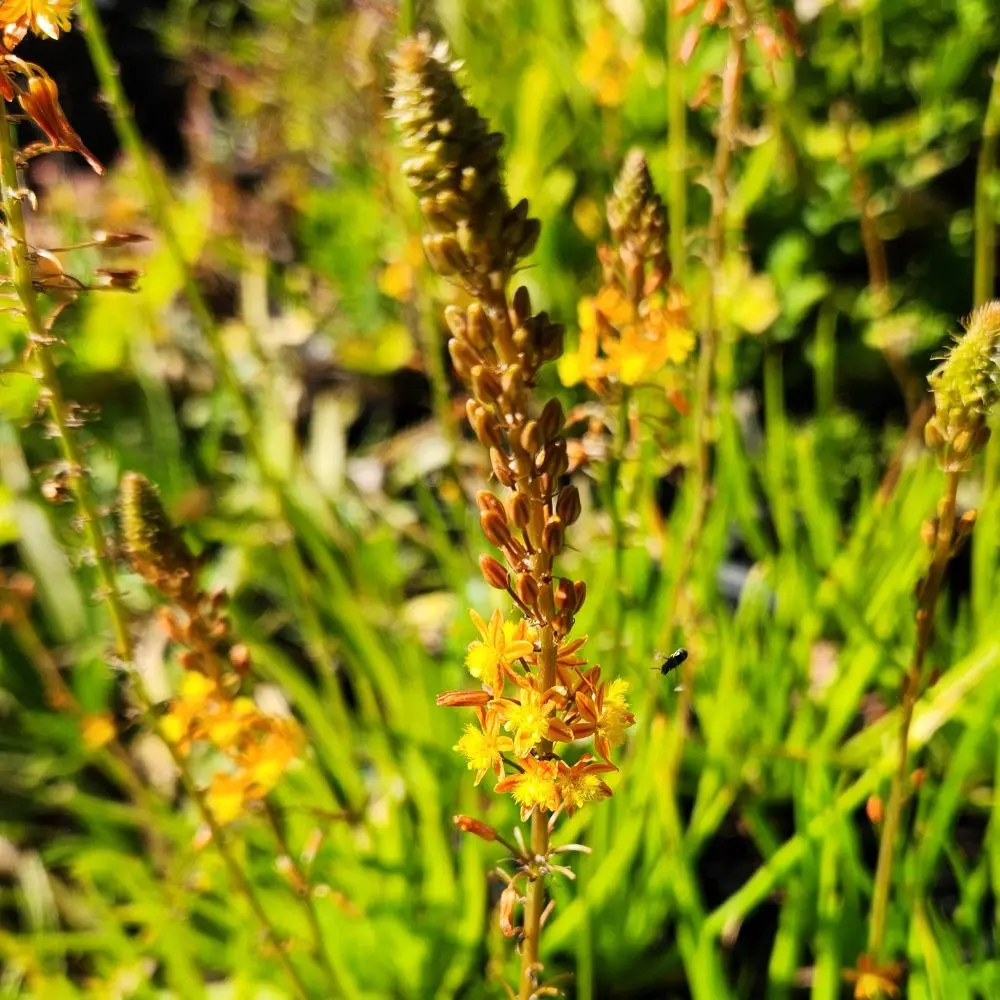 Bulbine frutescens 'Avera Sunset Orange' | Perennialle Plants